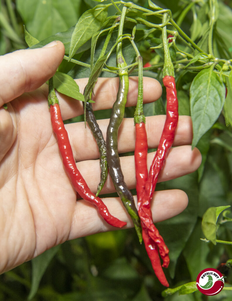 Cabai Kerinting – Fatalii Seeds