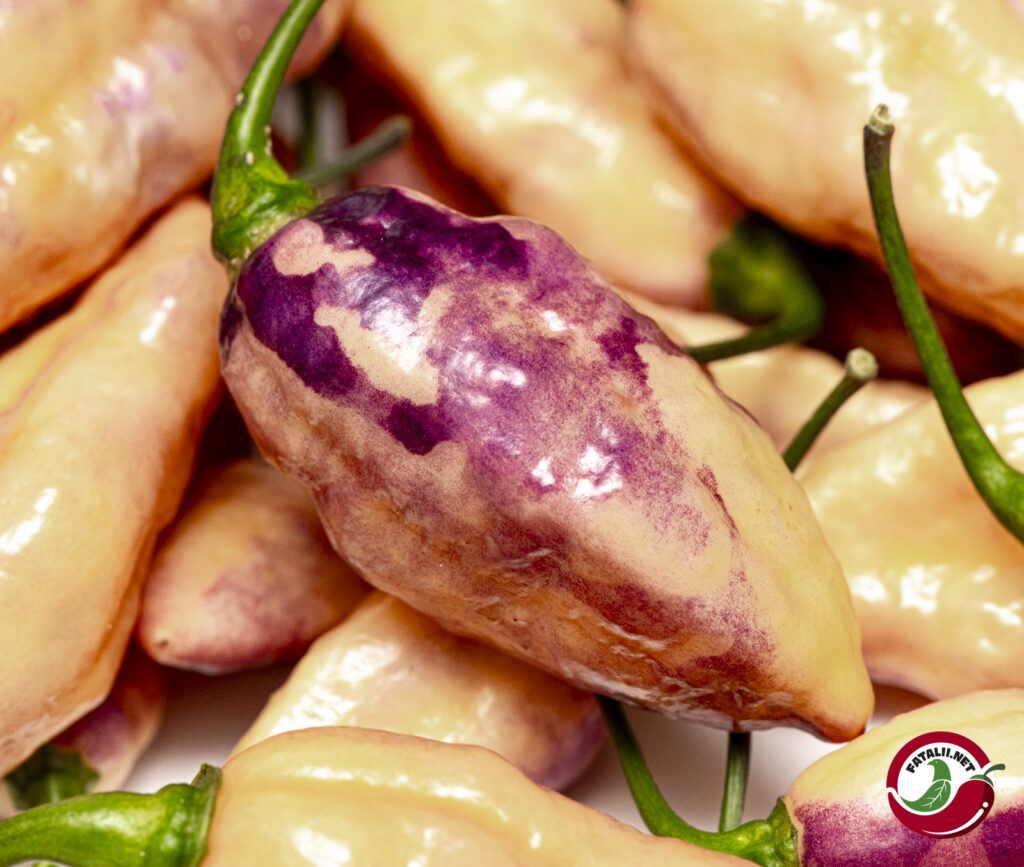 Mystic Nebula – Fatalii Seeds