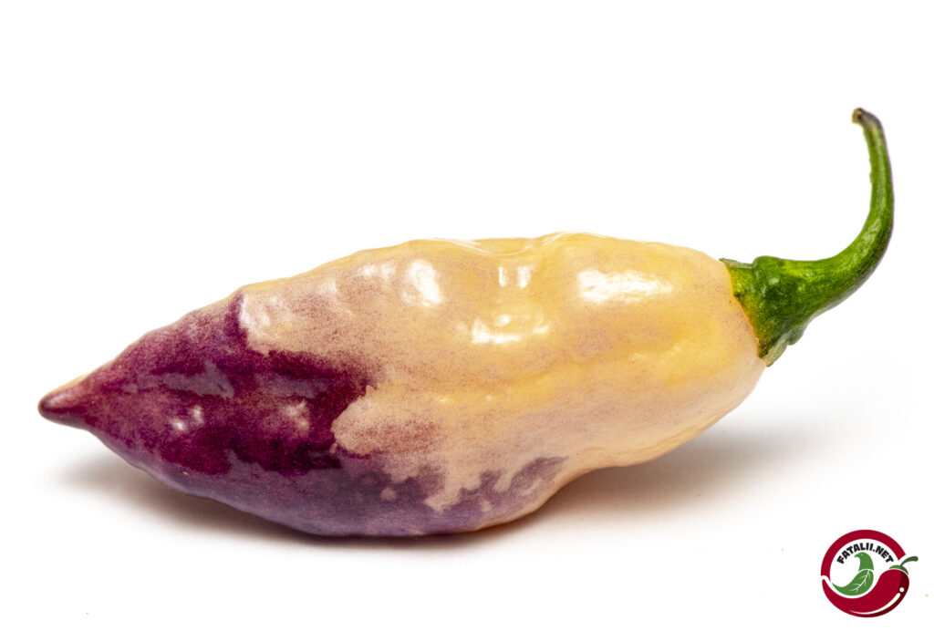 Mystic Nebula – Fatalii Seeds