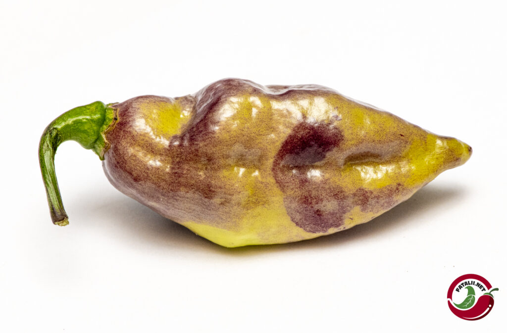 Mystic Nebula – Fatalii Seeds