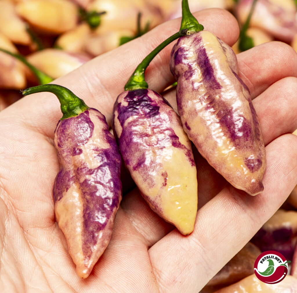 Mystic Nebula – Fatalii Seeds