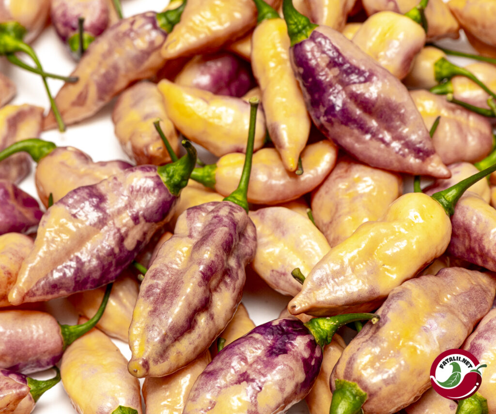 Mystic Nebula – Fatalii Seeds