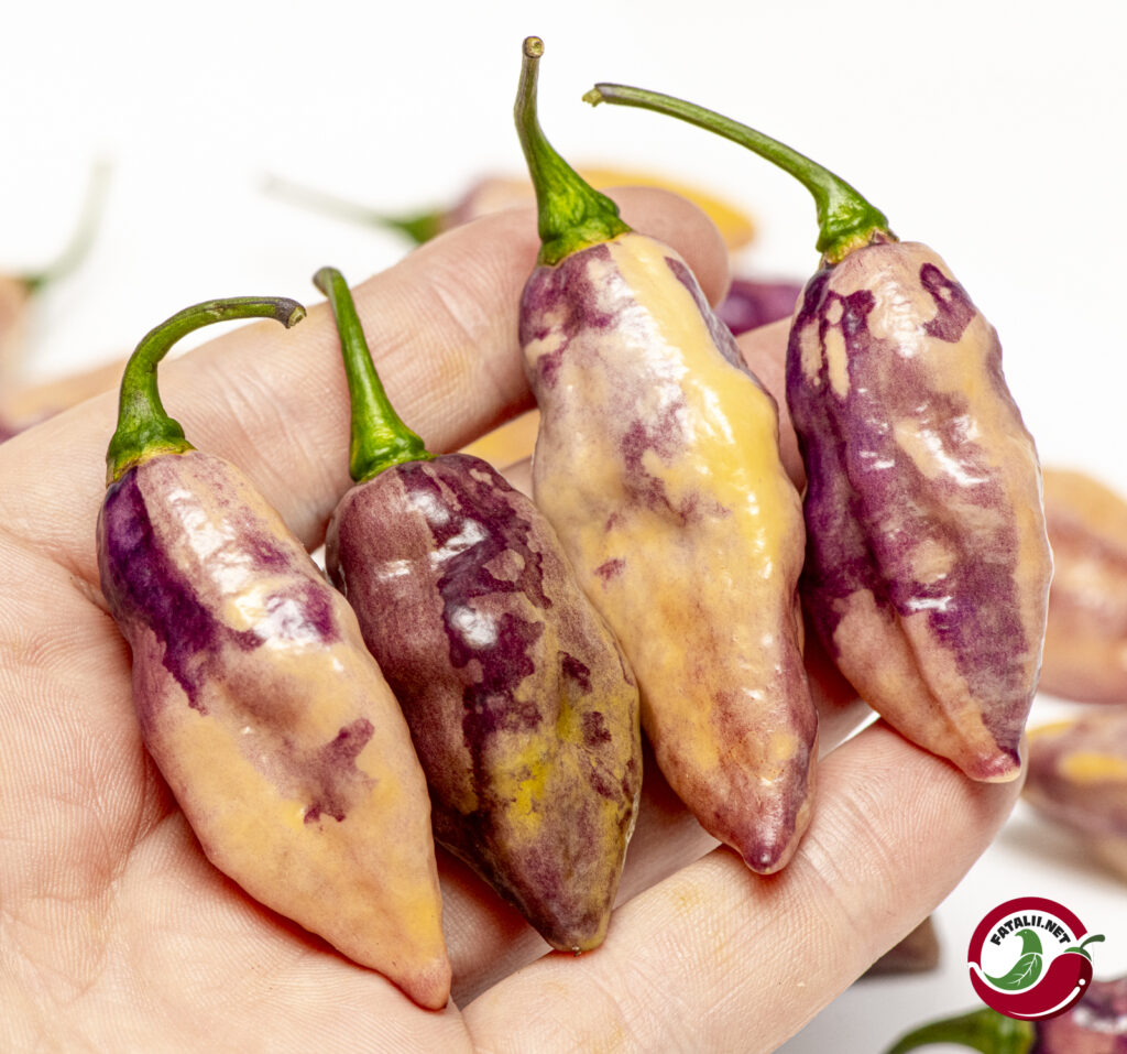 Mystic Nebula – Fatalii Seeds