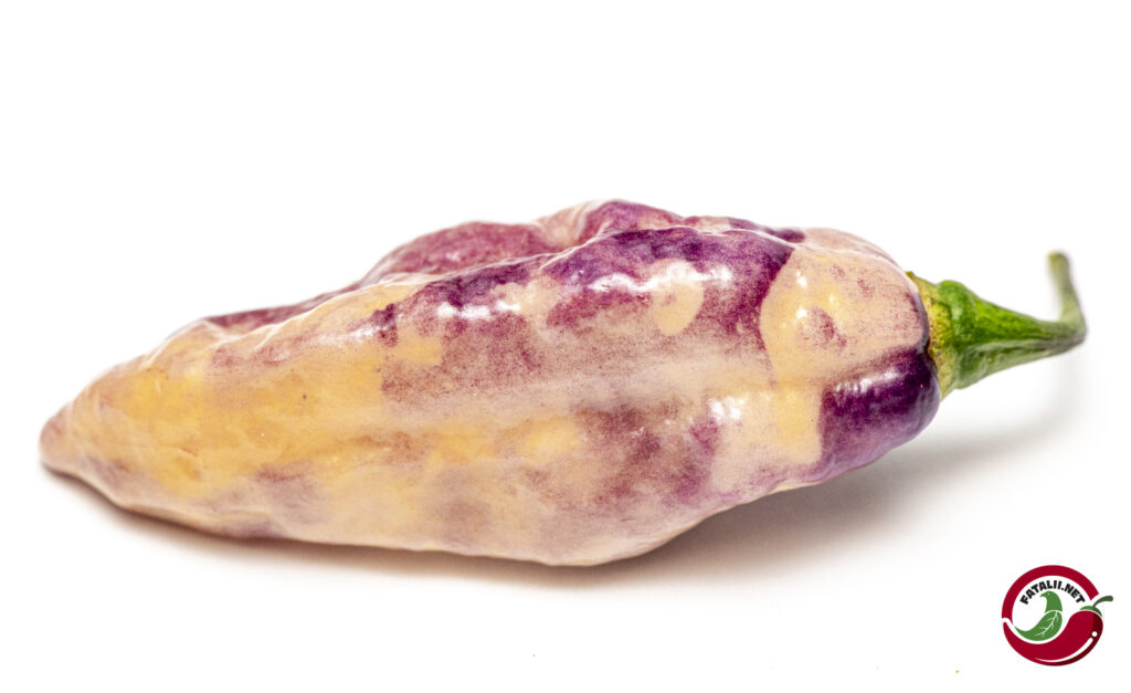 Mystic Nebula – Fatalii Seeds