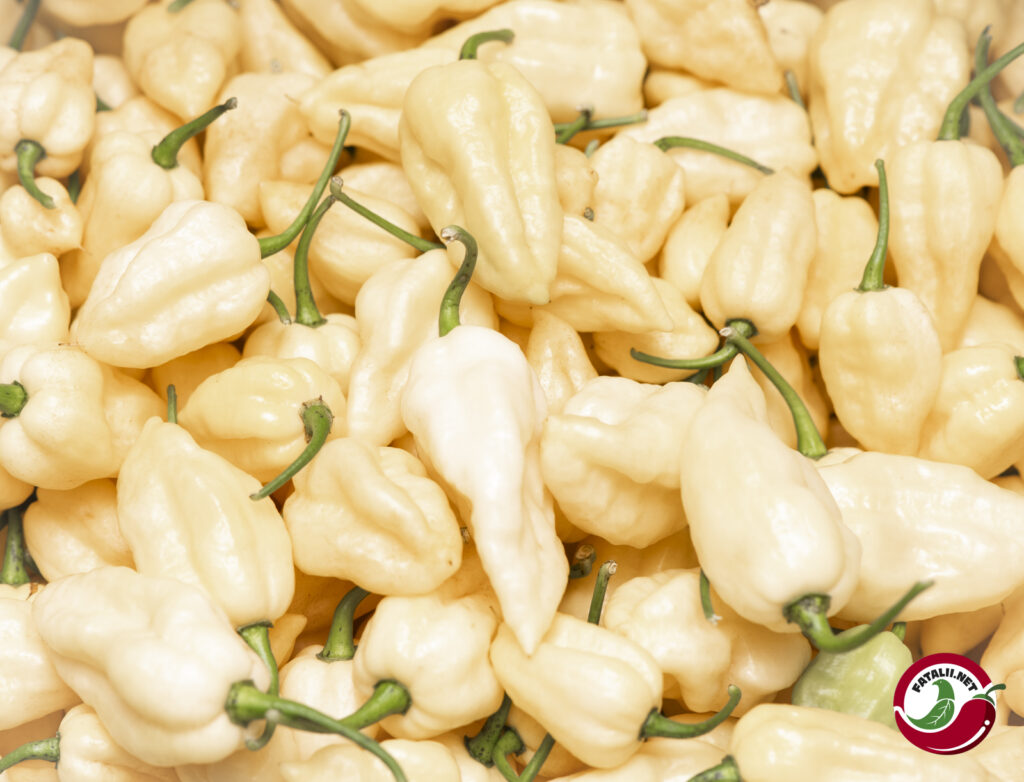 White Ghost – Fatalii Seeds