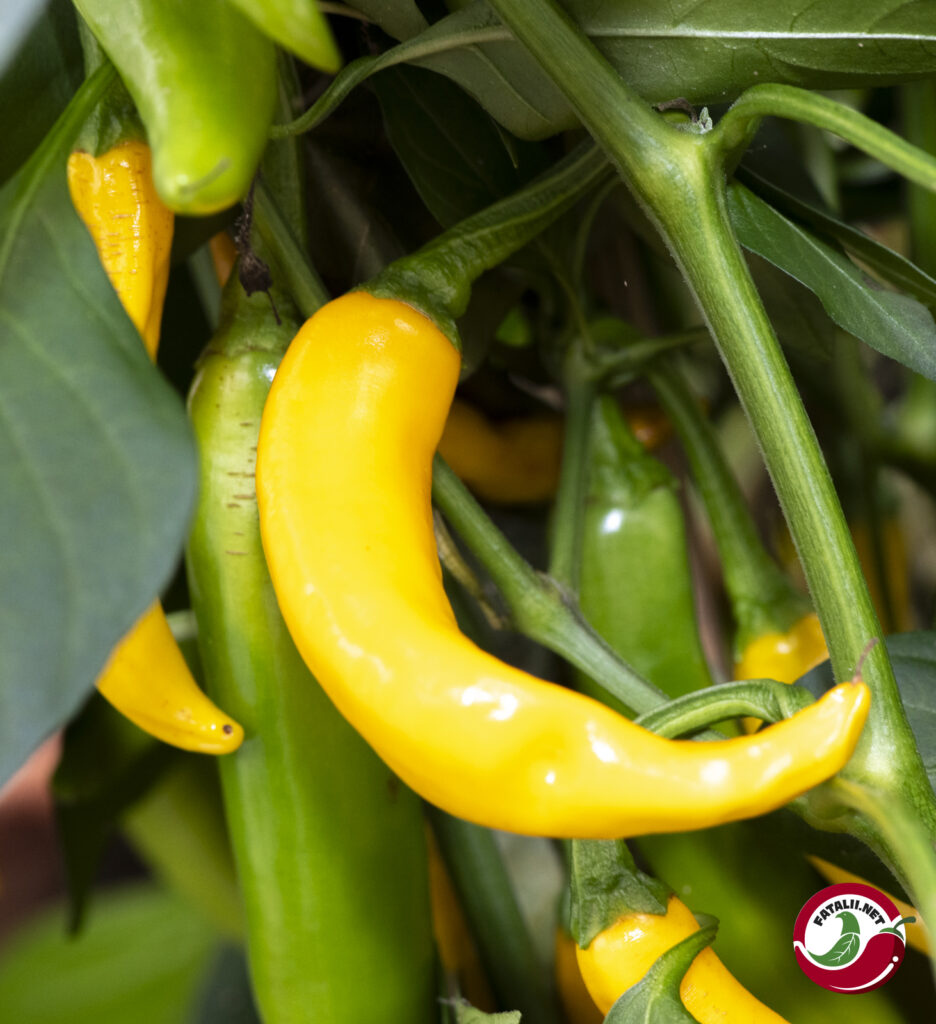 Cayenne, Yellow – Fatalii Seeds