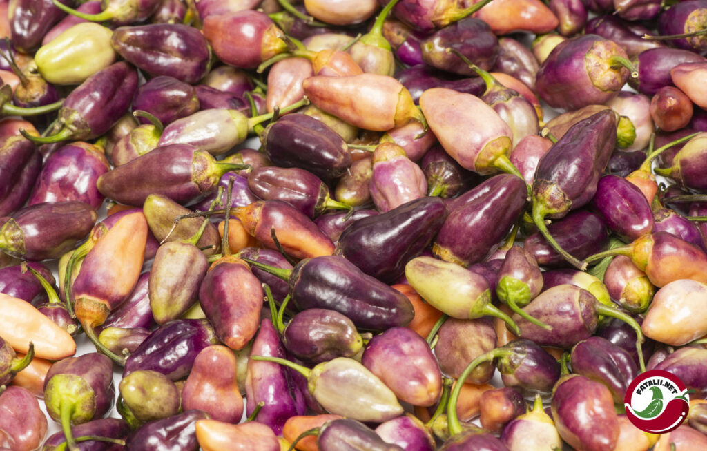Lavender Peach – Fatalii Seeds