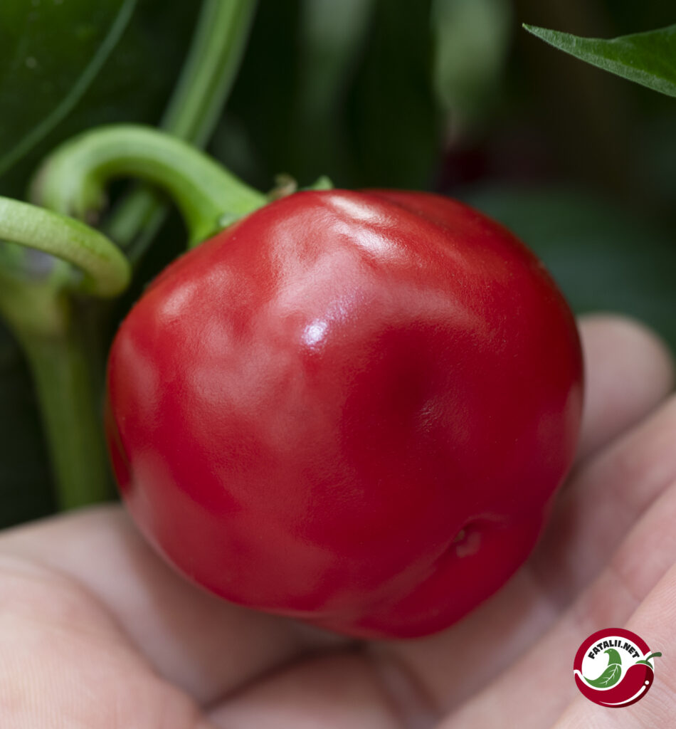 Nora – Fatalii Seeds