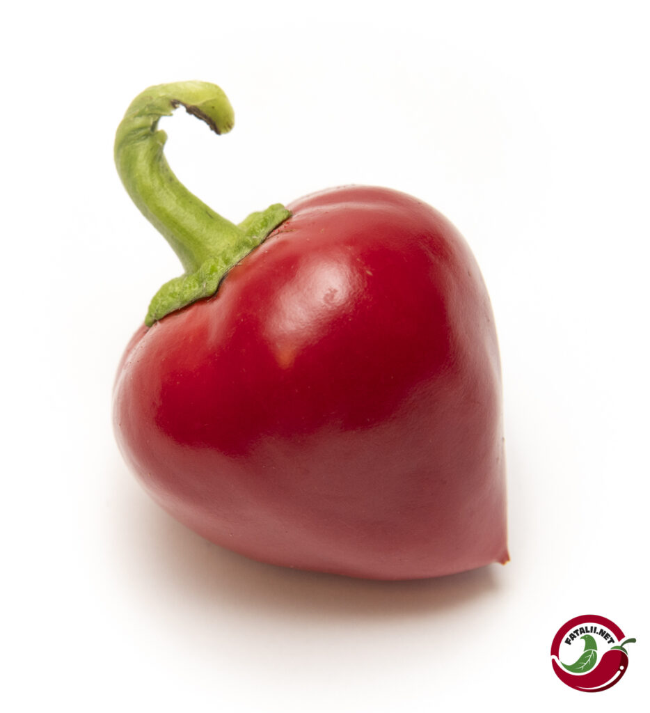 Nora – Fatalii Seeds