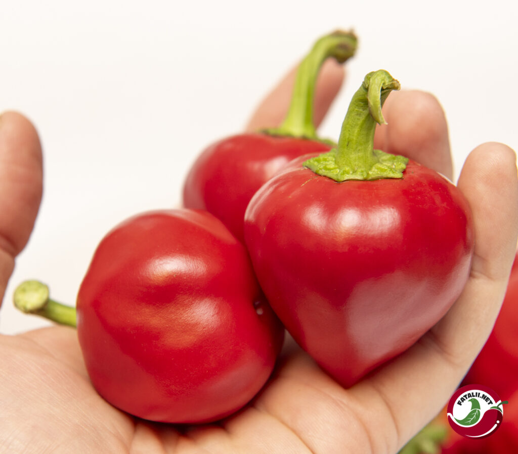 Oda Pepper – Fatalii Seeds