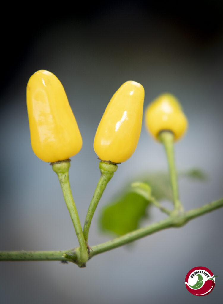 Pimenta de Cheiro do Para – Fatalii Seeds