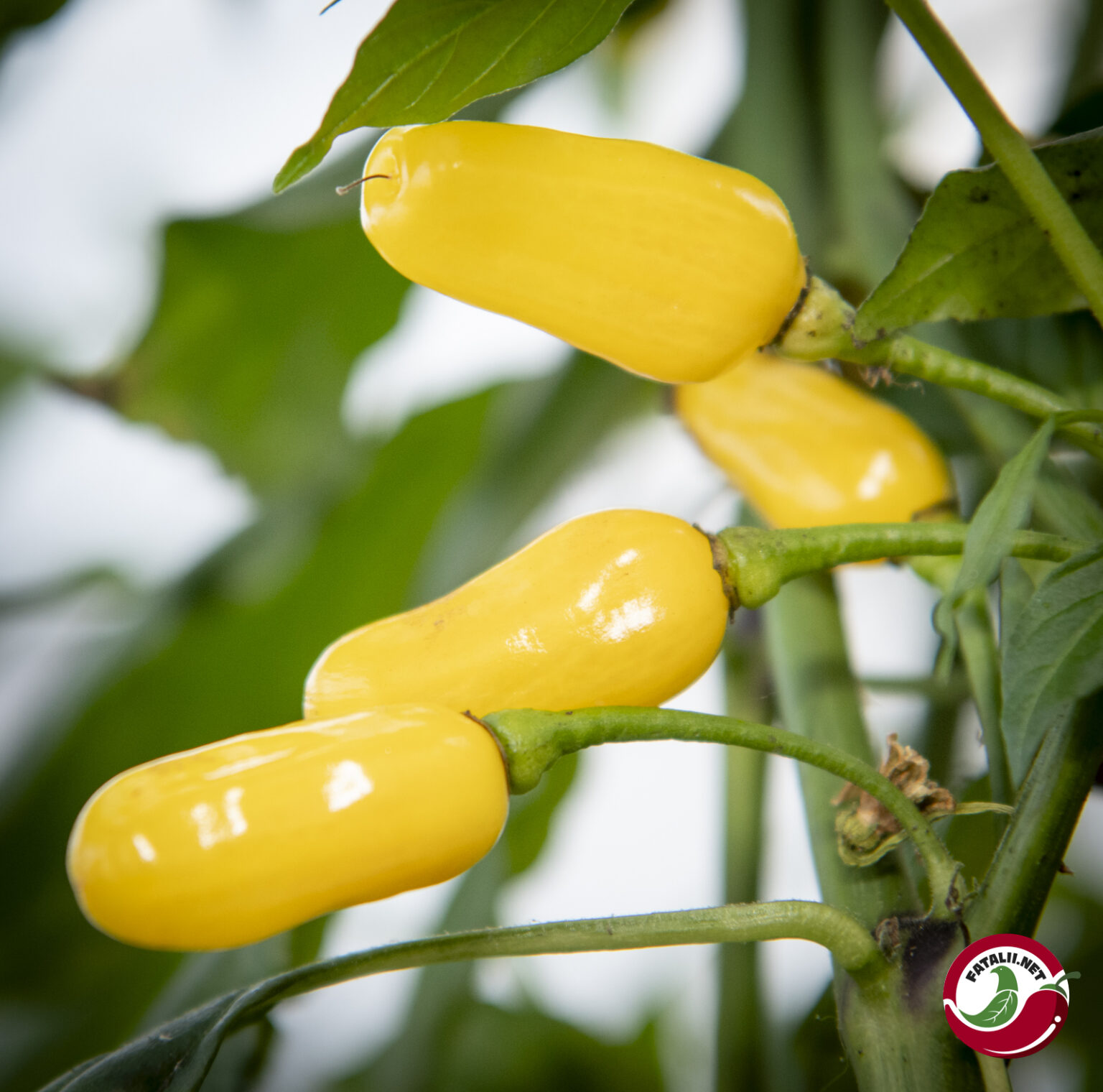 Pimenta de Cheiro do Para – Fatalii Seeds