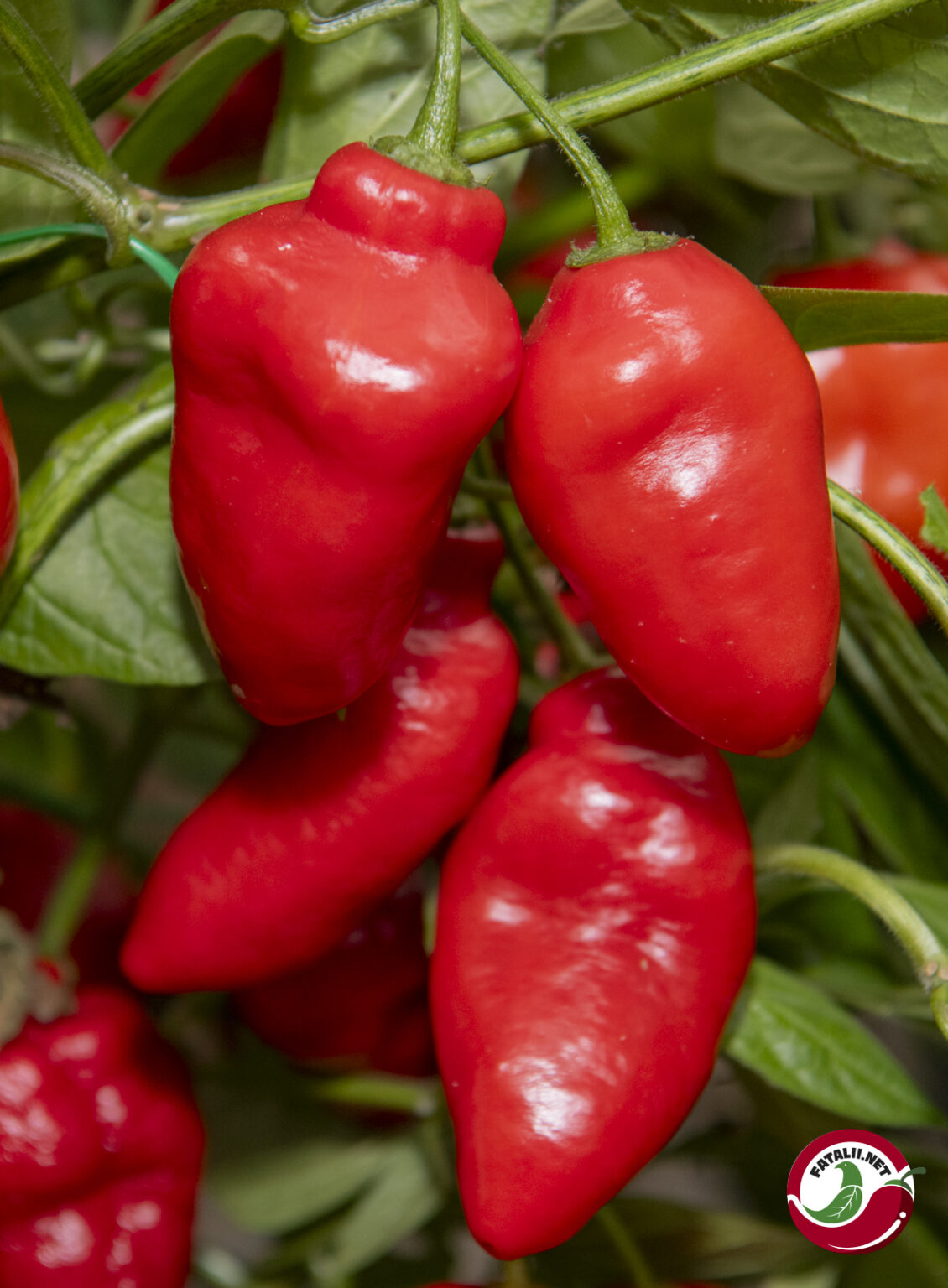 Aji Minas Gerais – Fatalii Seeds