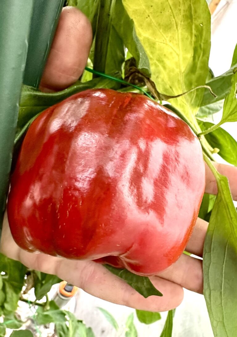 Rocoto, Arequipa Giant – Fatalii Seeds