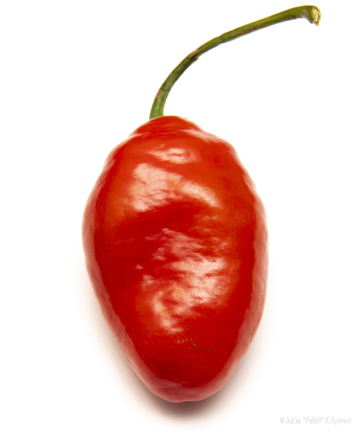 Rocoto, Red Peruvian – Fatalii Seeds