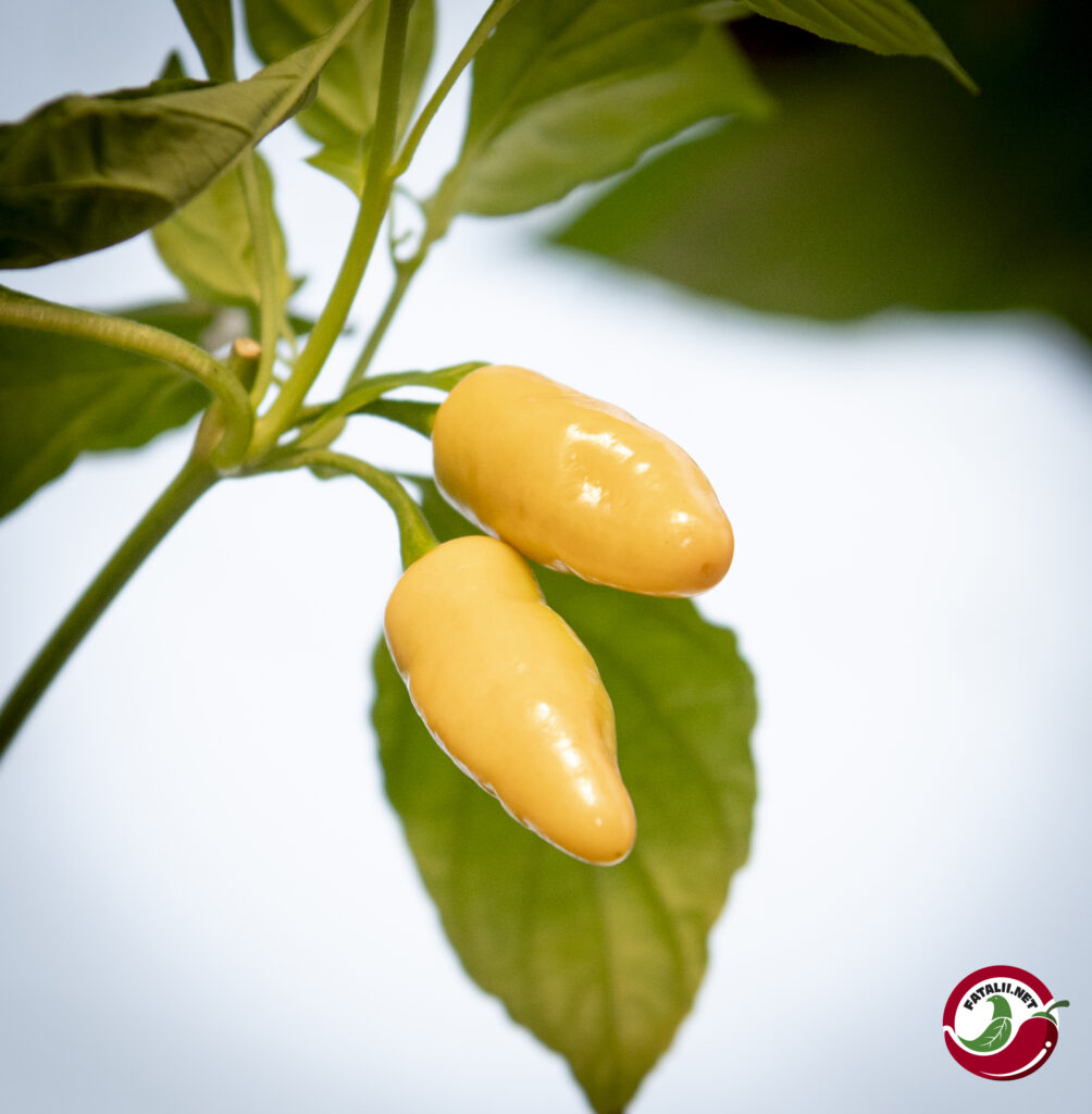 Peach Tiger Tooth – Fatalii Seeds