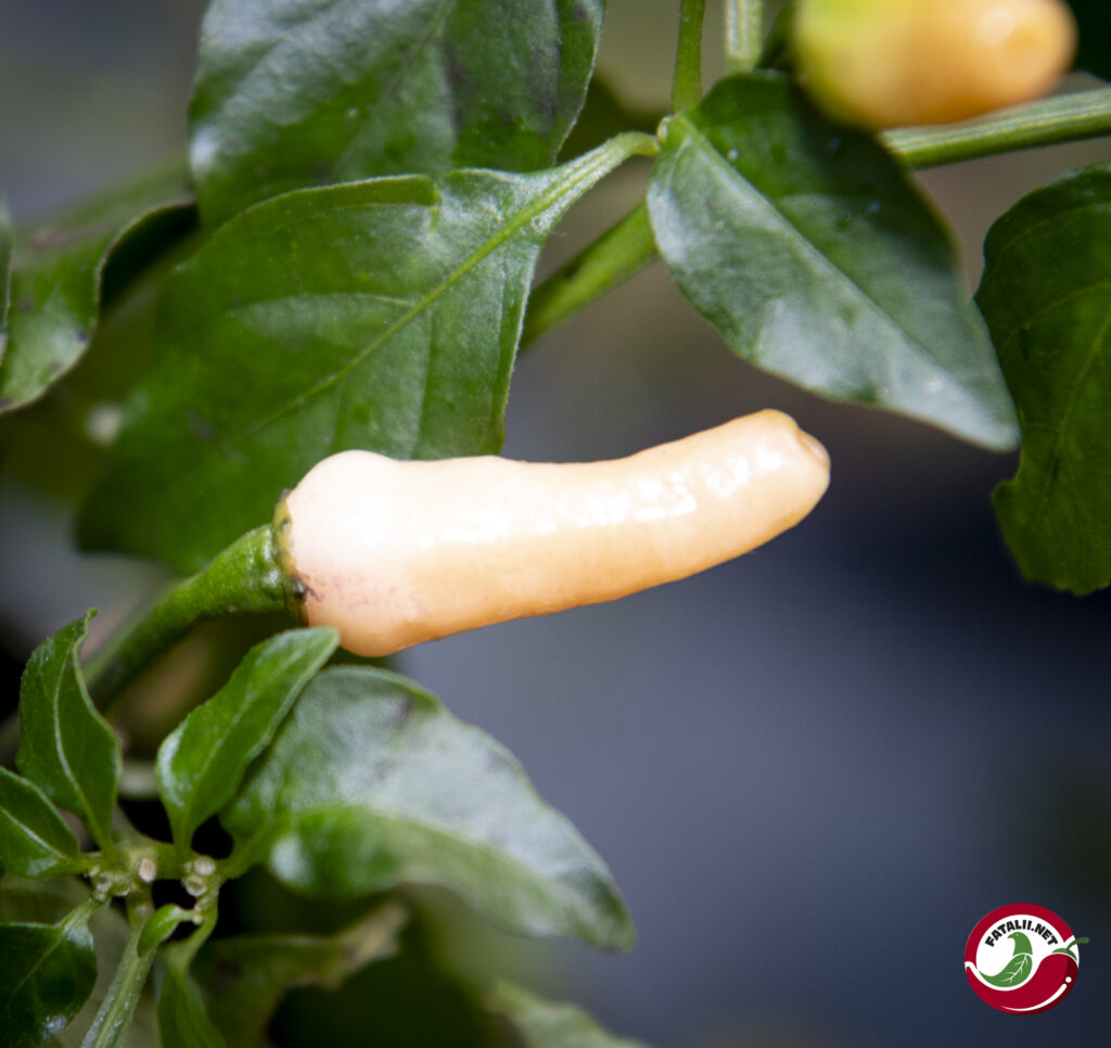 Peach Wasp – Fatalii Seeds