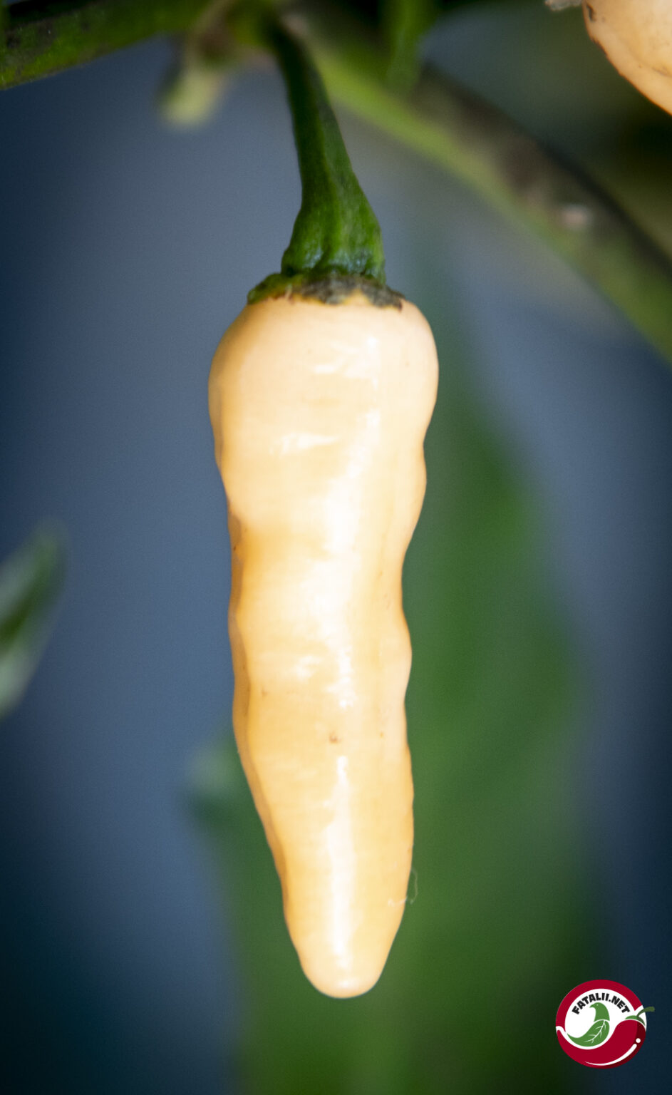 Peach Wasp – Fatalii Seeds