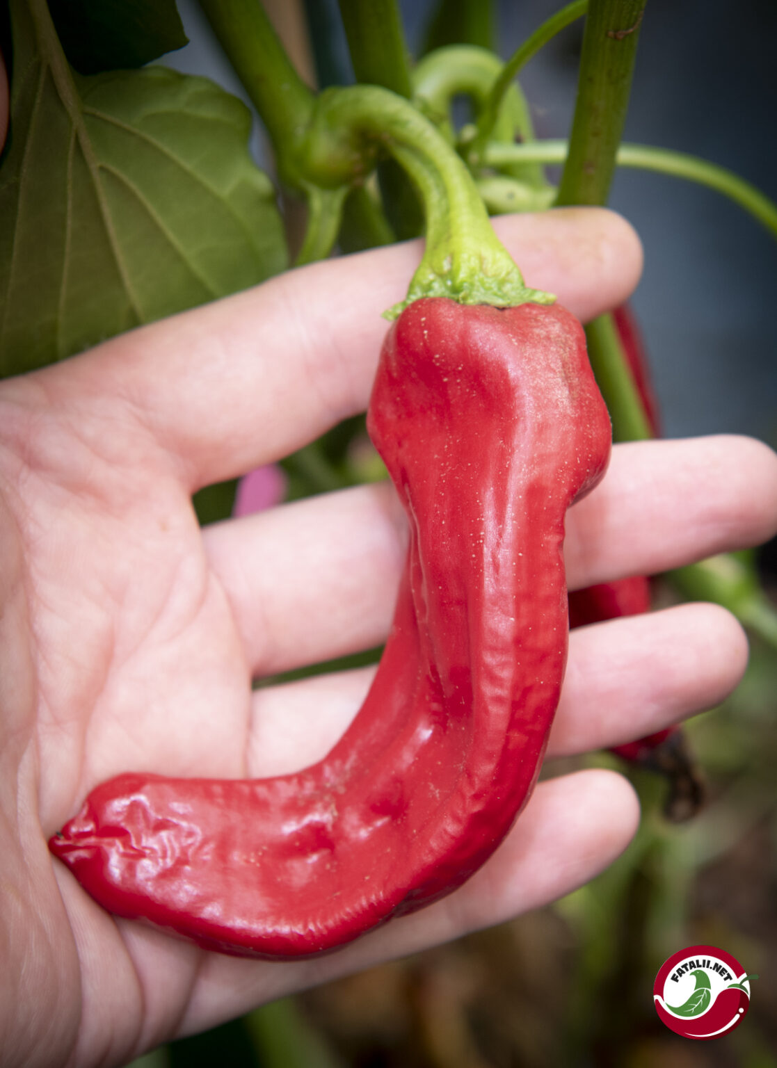 Aji Ethiopian Fire – Fatalii Seeds