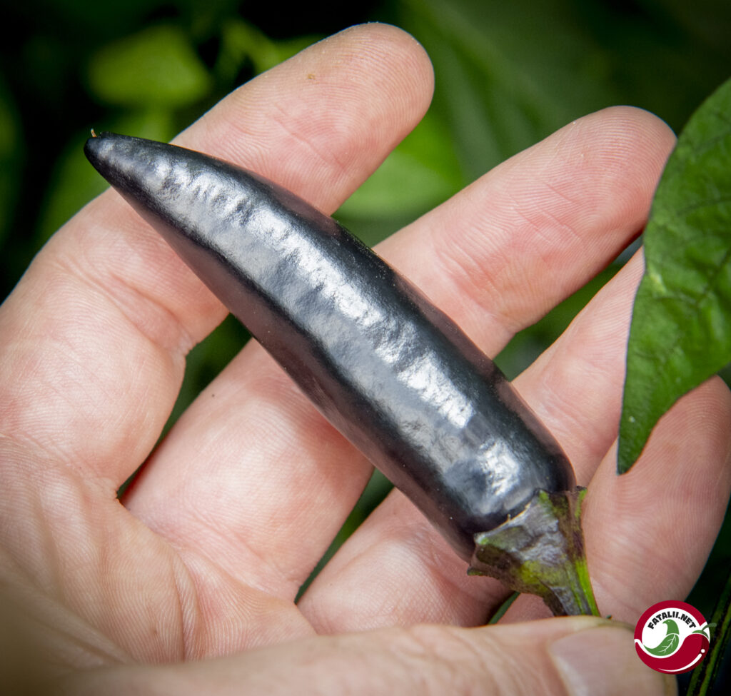 Oda Pepper – Fatalii Seeds