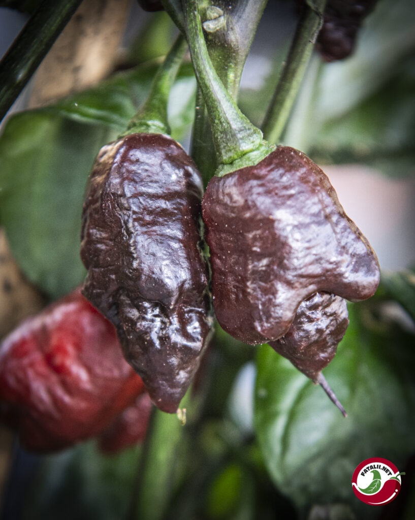 Oda Pepper – Fatalii Seeds