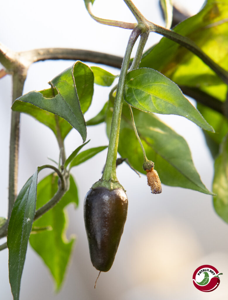 Oda Pepper – Fatalii Seeds