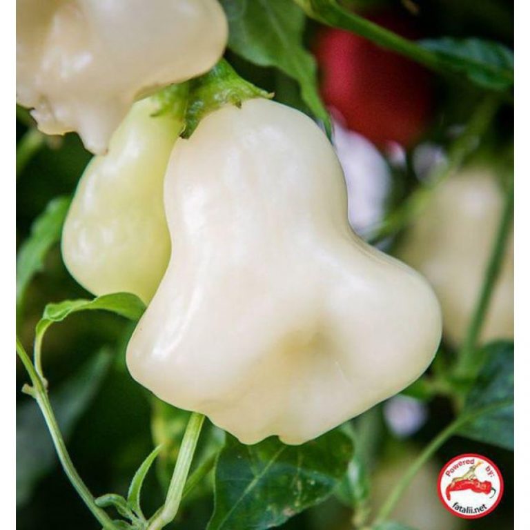 Aji Fantasy, Sparkly White – Fatalii Seeds