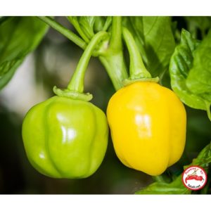 Omnicolor – Fatalii Seeds