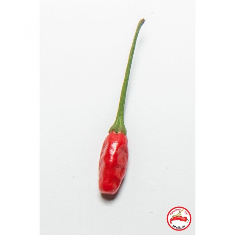Chawa – Fatalii Seeds