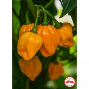 Chili Seeds – Page 2 – Fatalii Seeds