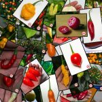 Jalapeno, Goliath – Fatalii Seeds