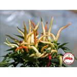 Medusa – Fatalii Seeds