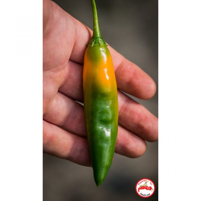 Peruvian Giallo Arancio – Fatalii Seeds